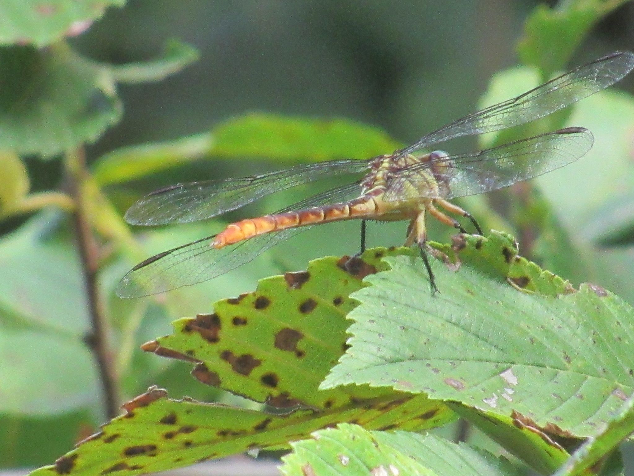 Stylurus plagiatus